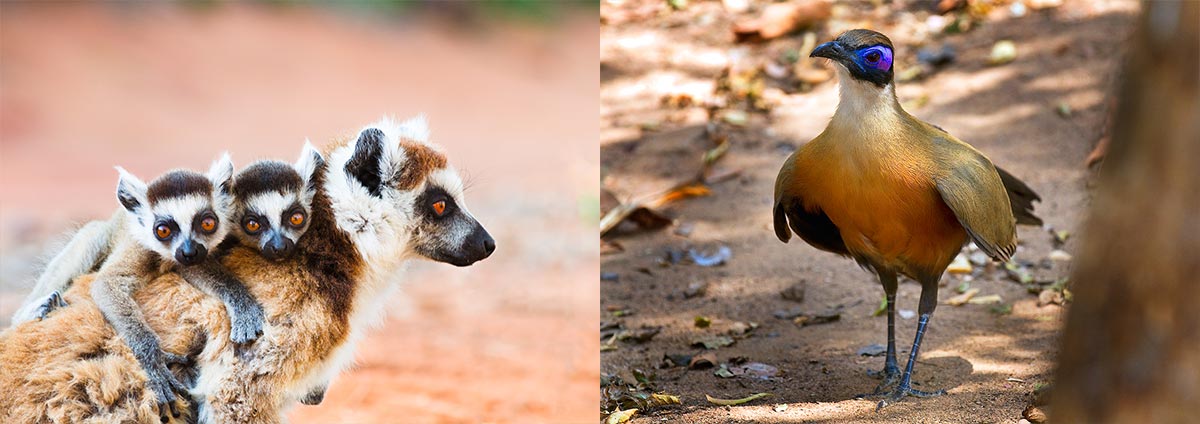 Madagascar Family Safari – Douglas & Francis